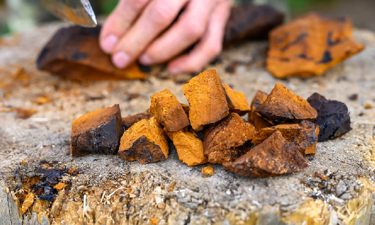 Chaga (czaga) – właściwości, działanie i zastosowanie - Wapteka.pl