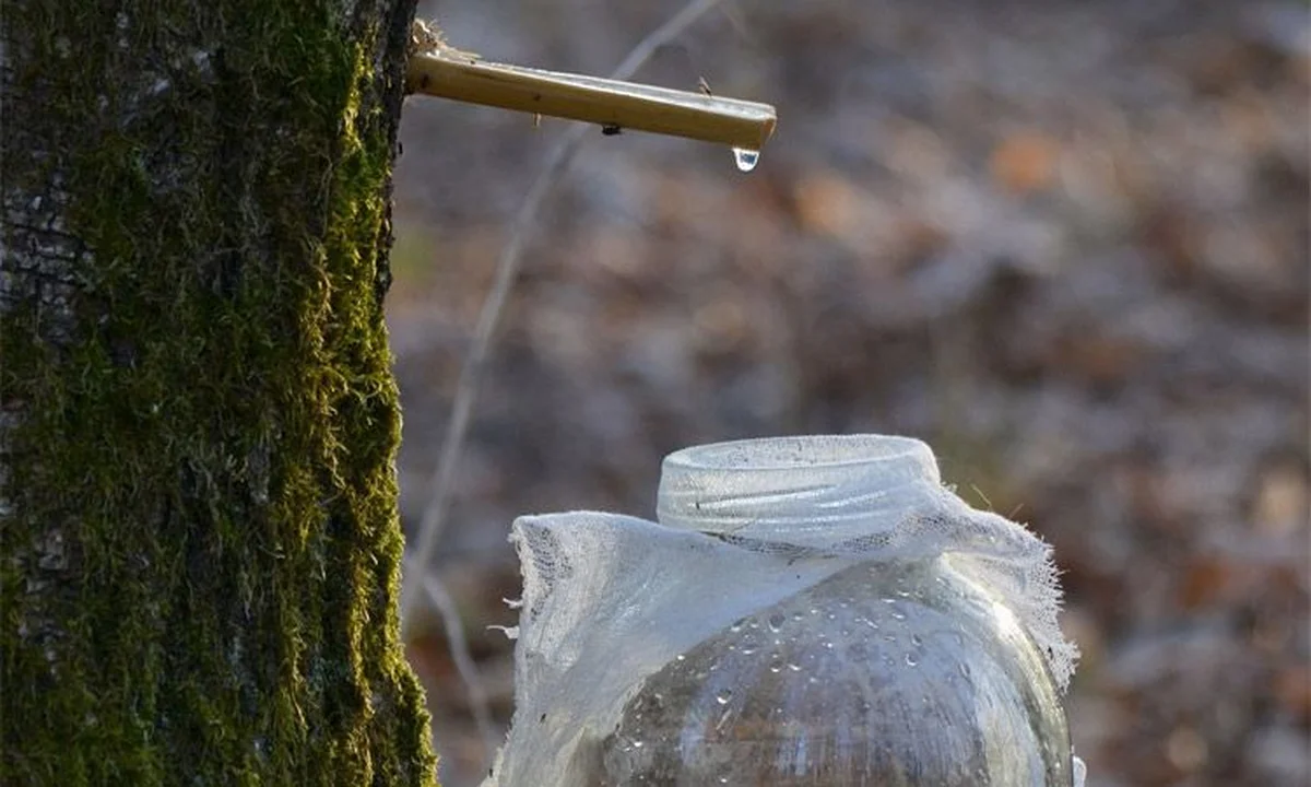 Sok z brzozy - właściwości i zastosowanie | Melisa.pl